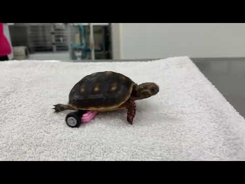 Turtle on wheels - Veterinary Video