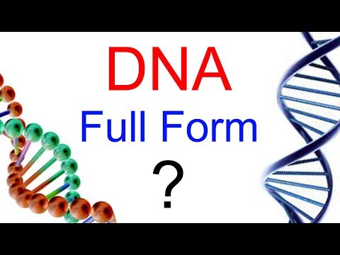 full form of dna