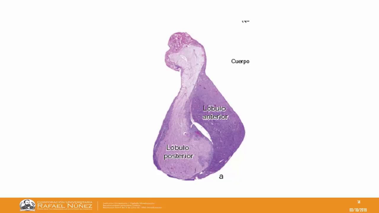histología y fisiología del hipotálamo y la hipófisis