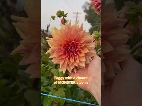 Breathtaking dahlia blooms #flower