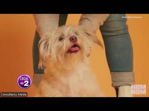 Worried Your Dog Is Bored? Make Mealtime Magical