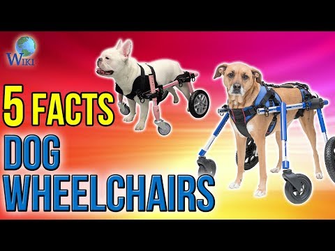 Dog Wheelchairs: 5 Fast Facts