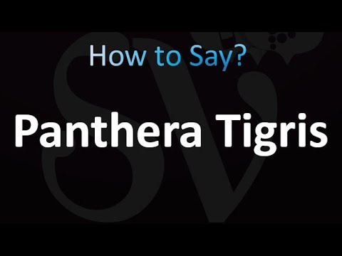 How to Pronounce Panthera Tigris (correctly!)