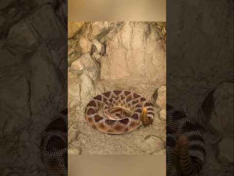 Rattle Snake Exposed
