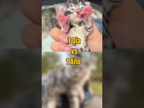 Maine Coon: De gatito bebé a gato gigante en tan solo 50 segundos