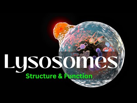 Lysosomes: Structure and Function|| biology|| Cell Biology