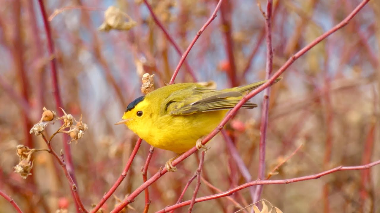A Spunky Wilson’s Warbler!