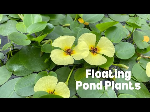 Floating Pond Plants β Natural Beauty & Water Clarity