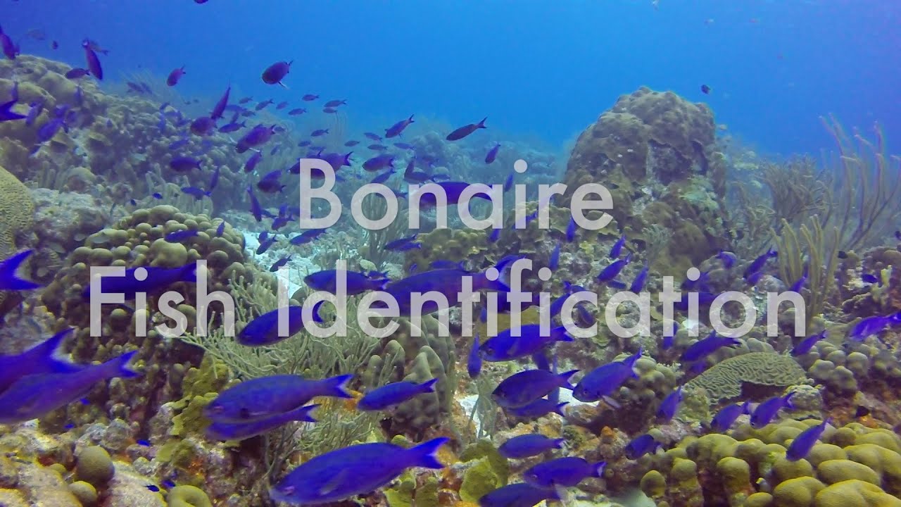 Bonaire Fish Identification