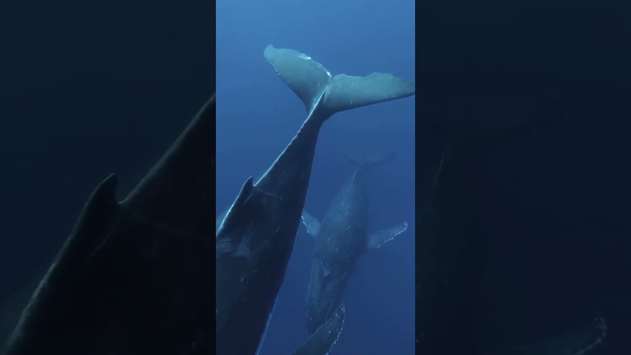 Humpback Whales are known for their haunting songs and incredible migrations! 🐋🌊