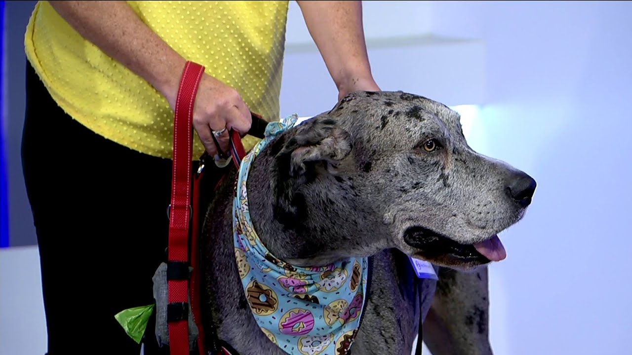 Recognizing National Animal Therapy Day