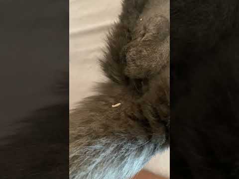 What doe a tapeworm look like in a cat.