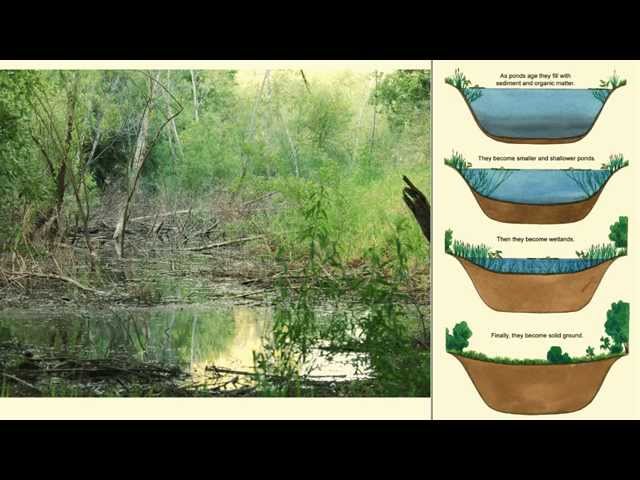 Understanding Pond Succession: The Natural Lifecycle of Ponds | Galaxy