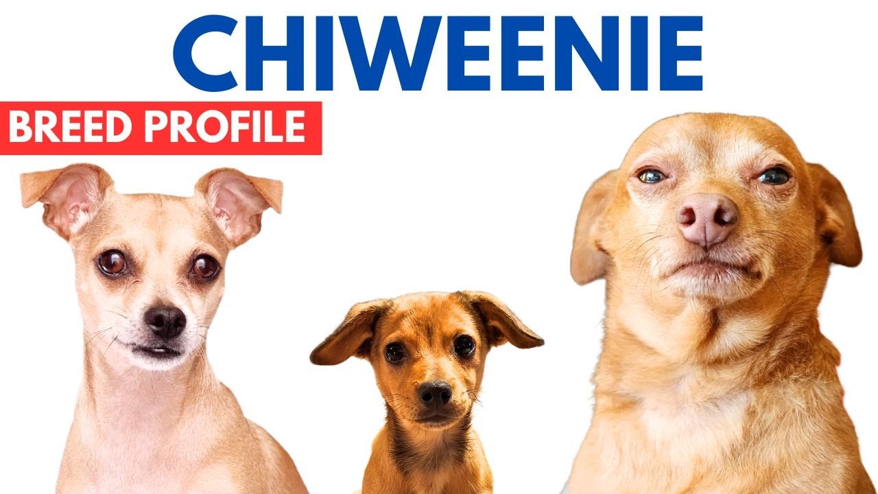 Chiweenie Dog Breed Profile | Chiweenie Dog History Price and Behaviour with Kids