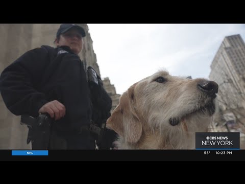 NYPD detective following in her father's footsteps alongside K-9