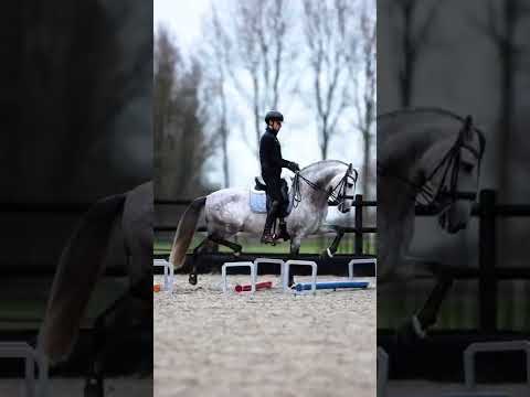 Dressage stallion does cavaletti work LIKE A BOSS ๐ฆ