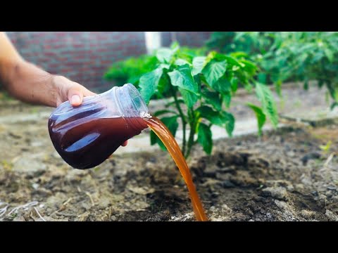 Say Goodbye to Expensive Fertilizers: This Weed Trick Will Blow Your Mind