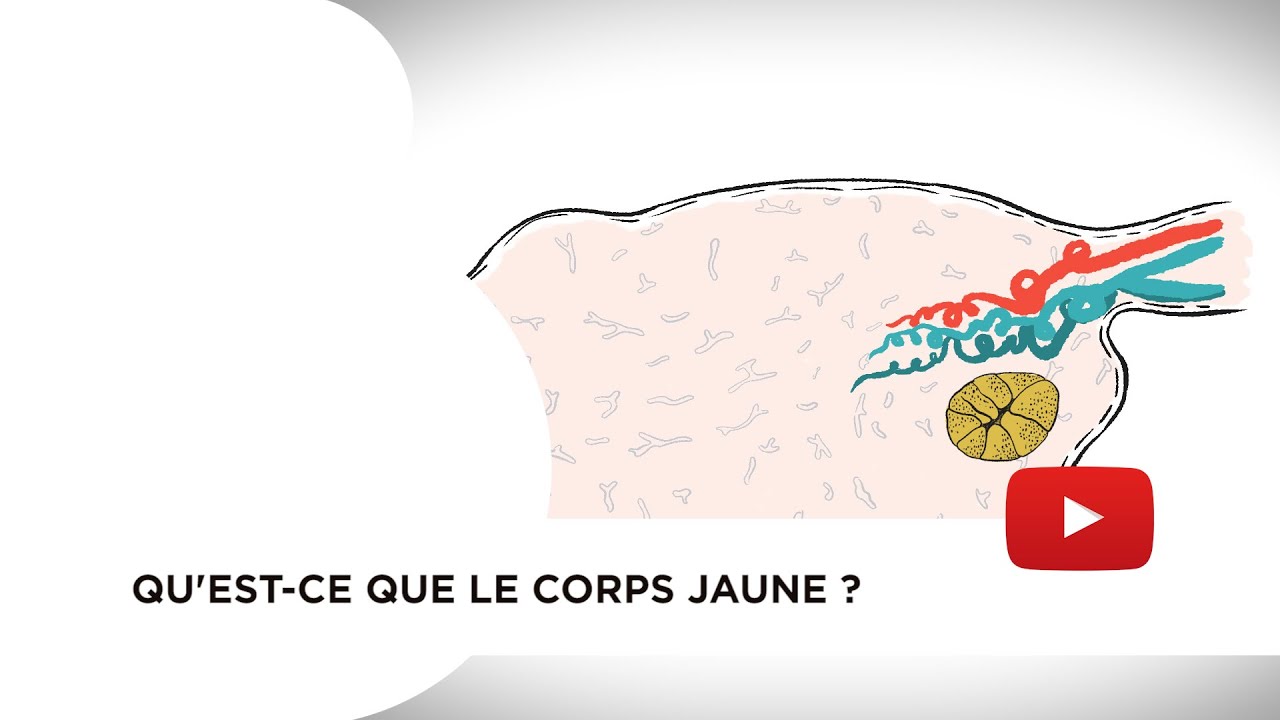 Qu'est-ce que le corps jaune ?