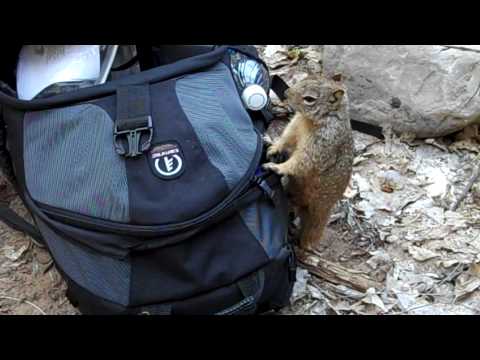 Pop Photo Mentor Series - Bryce & Zion, 4-28-5-2-10, The Squirrel and the camera bag