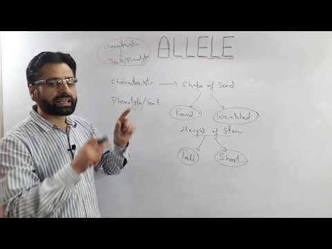 What is Allele ?