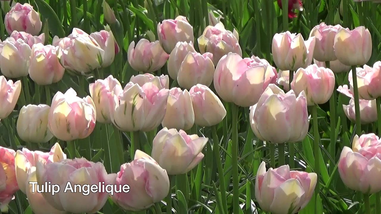 Tulip Angelique - Tulip Bulbs from Holland