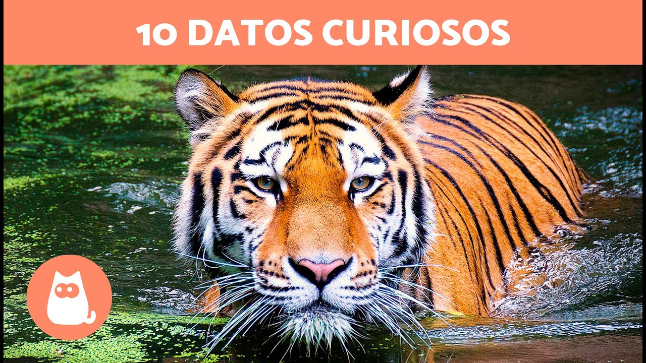 10 CURIOSIDADES sobre el TIGRE que no conocías 🐯