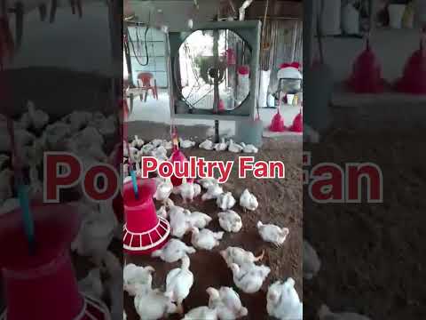 Poultry exhaust fan | Poultry fan ventilation | Poultry shorts