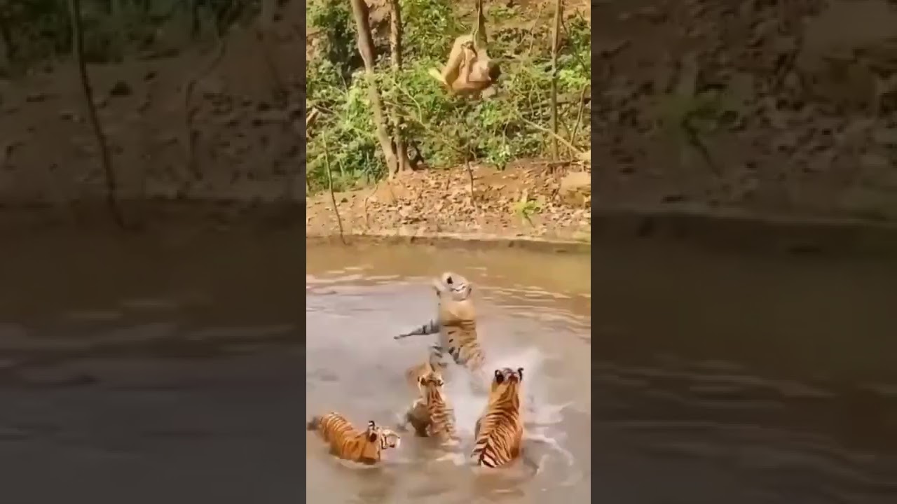 animals funny video | Pin-on-weird-stuff | funny video | animals video | New Entertain #shorts