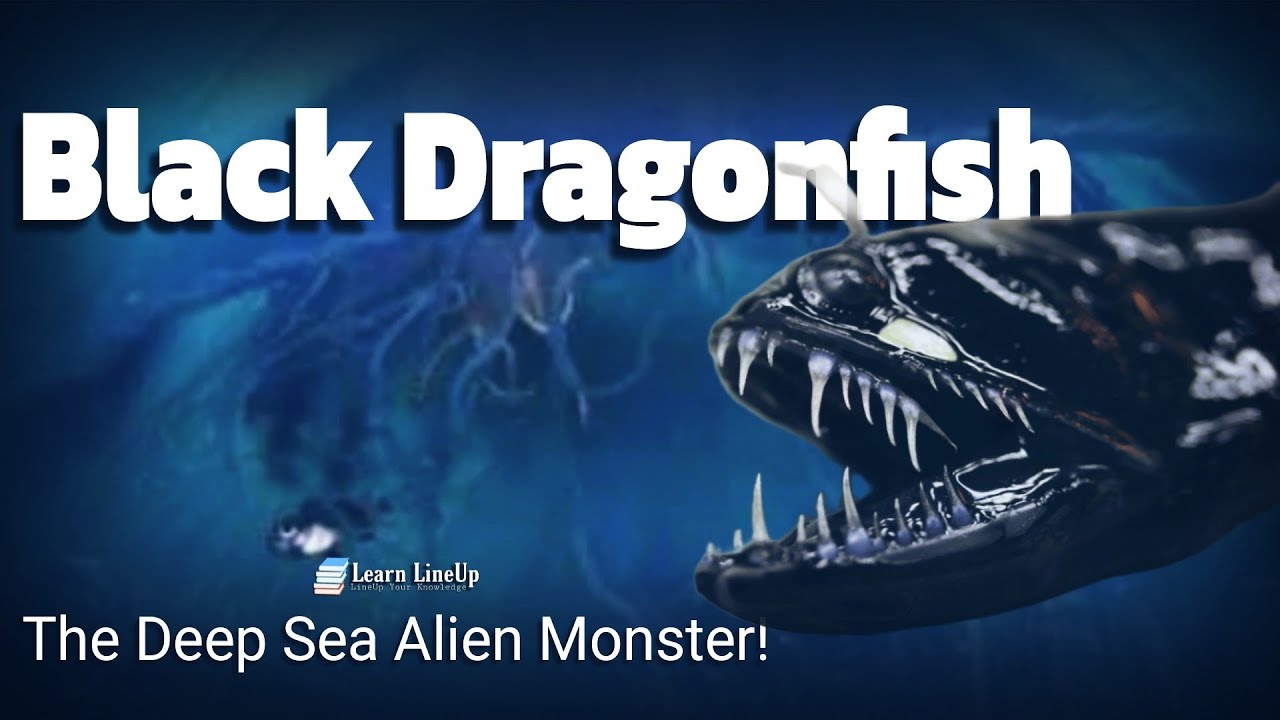 👾 The Deep Ocean’s Hidden Alien: The Black Dragonfish! | Animal | Learn LineUp |