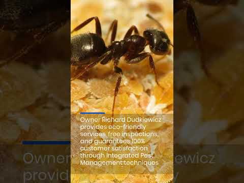 Elite Pest Services Launches New Pest Control Website In Tampa Bay #Shorts