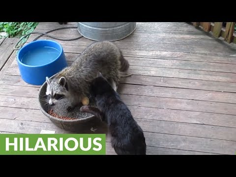 Grumpy cat scolds raccoon for stealing cat food
