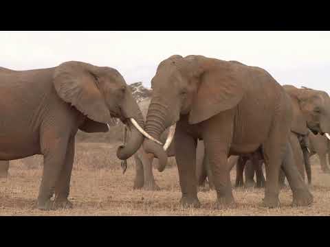 Show of Strength - Elephant's interesting love proposal strategy