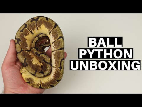 Ball Python Unboxing From Dynasty Reptiles - Benjamin's Exotics