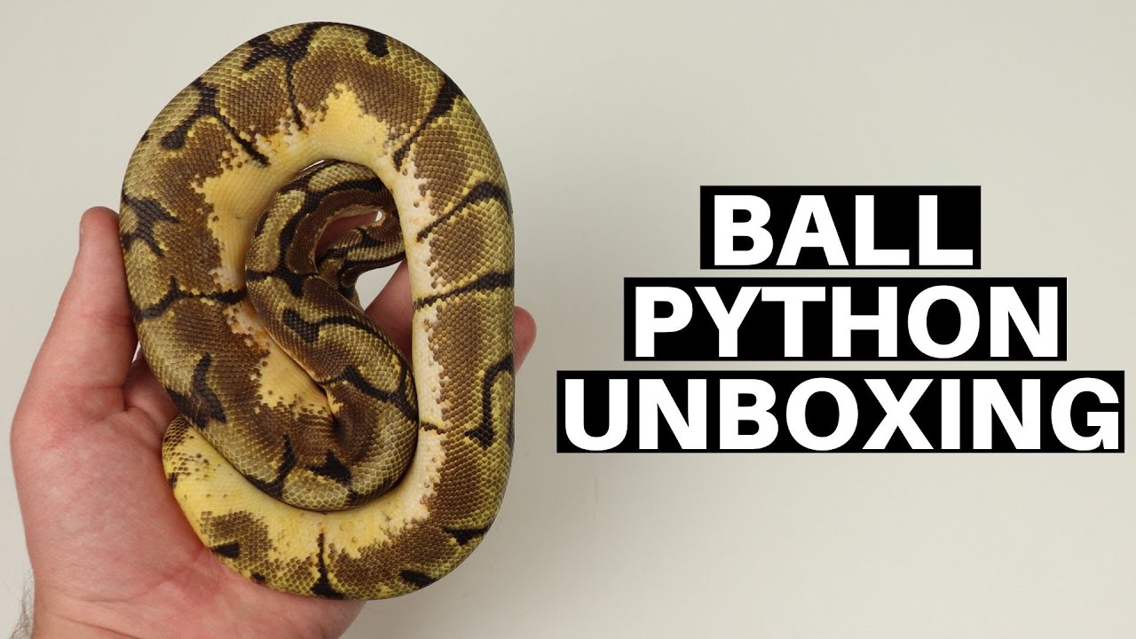 Ball Python Unboxing From Dynasty Reptiles - Benjamin's Exotics