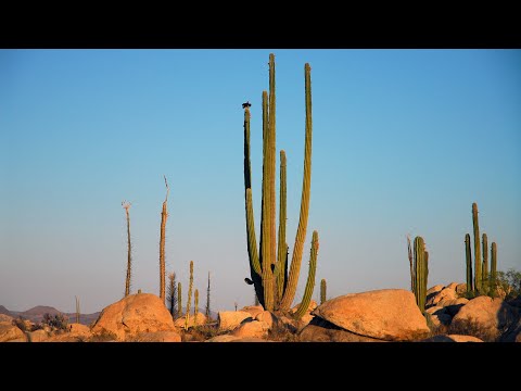 Photosynthesis part 5: C4 and CAM pathways