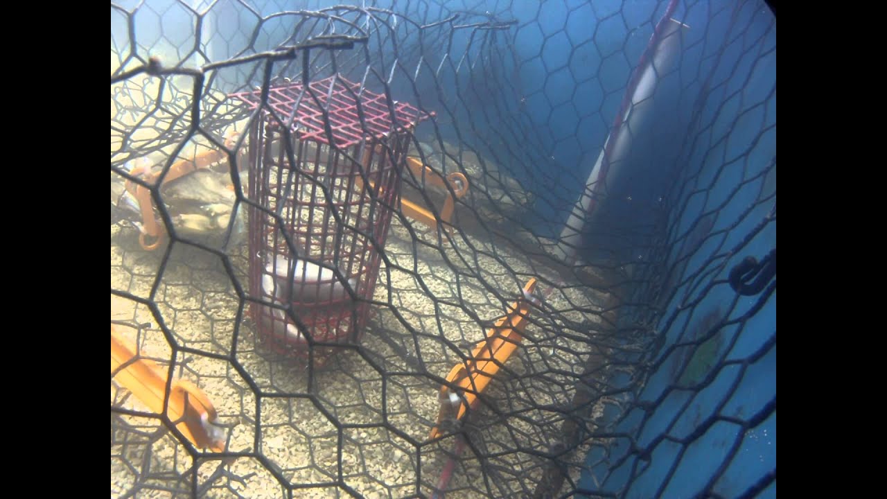 Bycatch reduction device demonstration