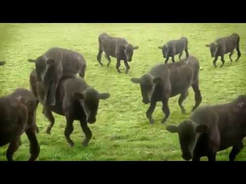 Steam Community :: Video :: cows