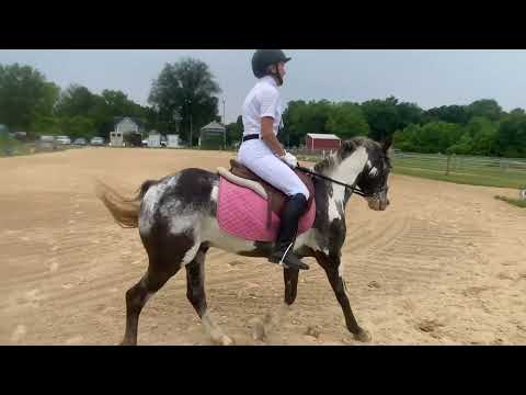 Falotico USEF Dressage Training Level Test 1