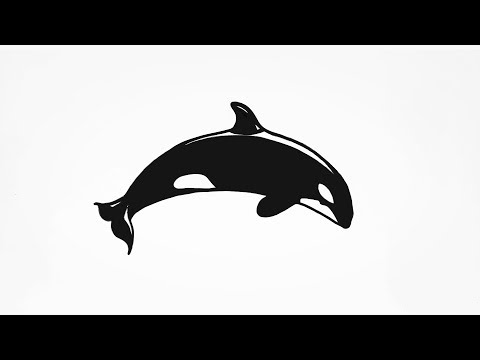 How to draw an orca killer whale for beginners