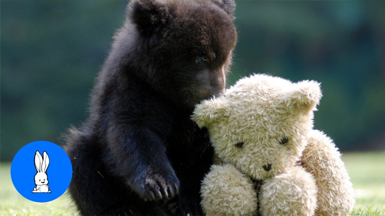 Baby Bear Cubs Playing - CUTEST Compilation