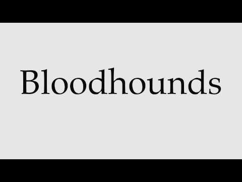 How to Pronounce Bloodhounds