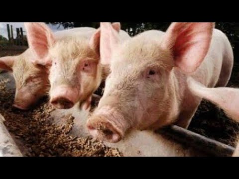 How to manage floor feeding ad libitum