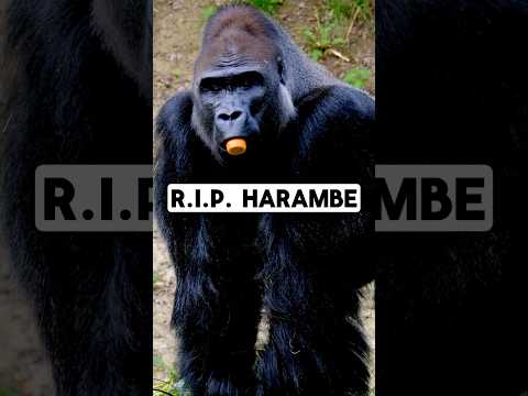 The Story of Harambe
