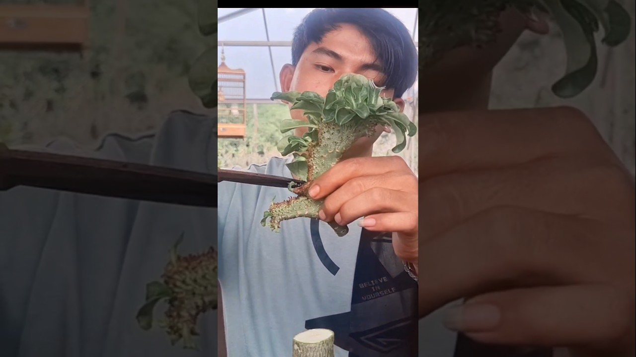 This is adenium cristata, not a cactus #adenium #rachmannursery