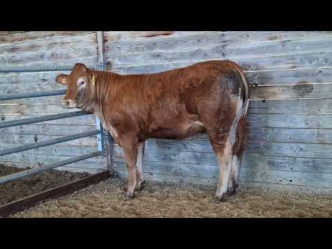 TAG 154 - Génisse - Vente L4 2024/2025