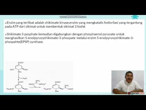 Biosintesis Asam Sikimat,Asam Amino Aromatik,Kumarin dan Kuinon