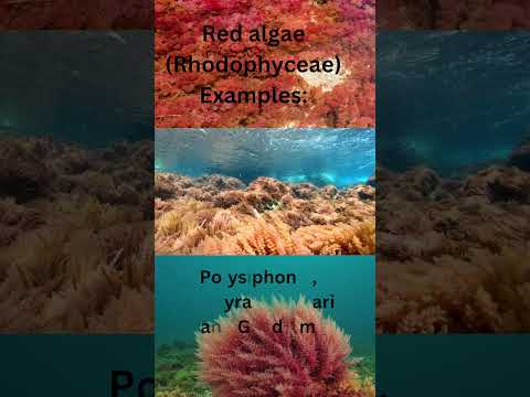 Red algae (Rhodophyceae) #algal #carotenoids #phycobilins #cellulose #florideanstarch #marine #spore