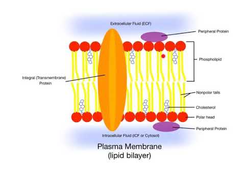 3-1 Plasma Membrane Structure and Function