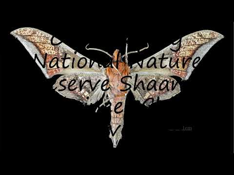 How to pronounce 0 59 Foping National Nature Reserve Shaanxi Province, China male ventral in Englis