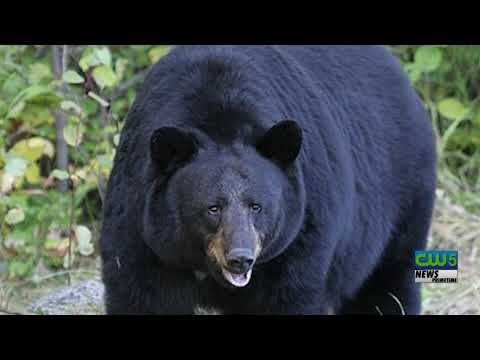Michigan DNR’s Wildlife Division reminding the importance bear-proof camping
